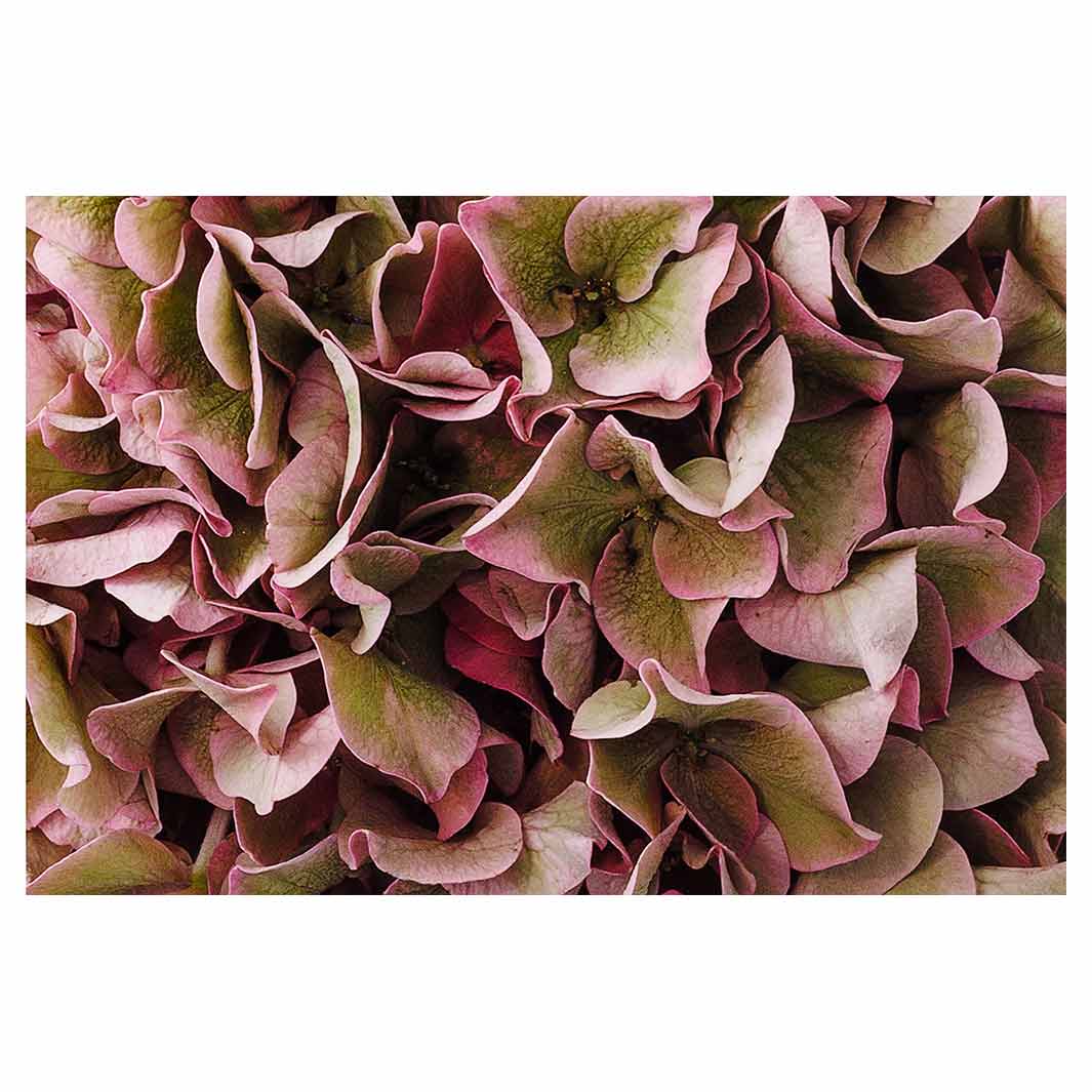 HYDRANGEA DEEP FLORAL TONES RECTANGULAR RUG